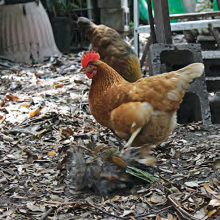 Chicken Enrichment: Toys for Chickens - Backyard Poultry